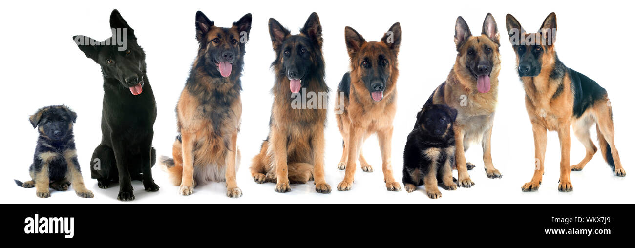 four german shepherds in front of white background Stock Photo - Alamy