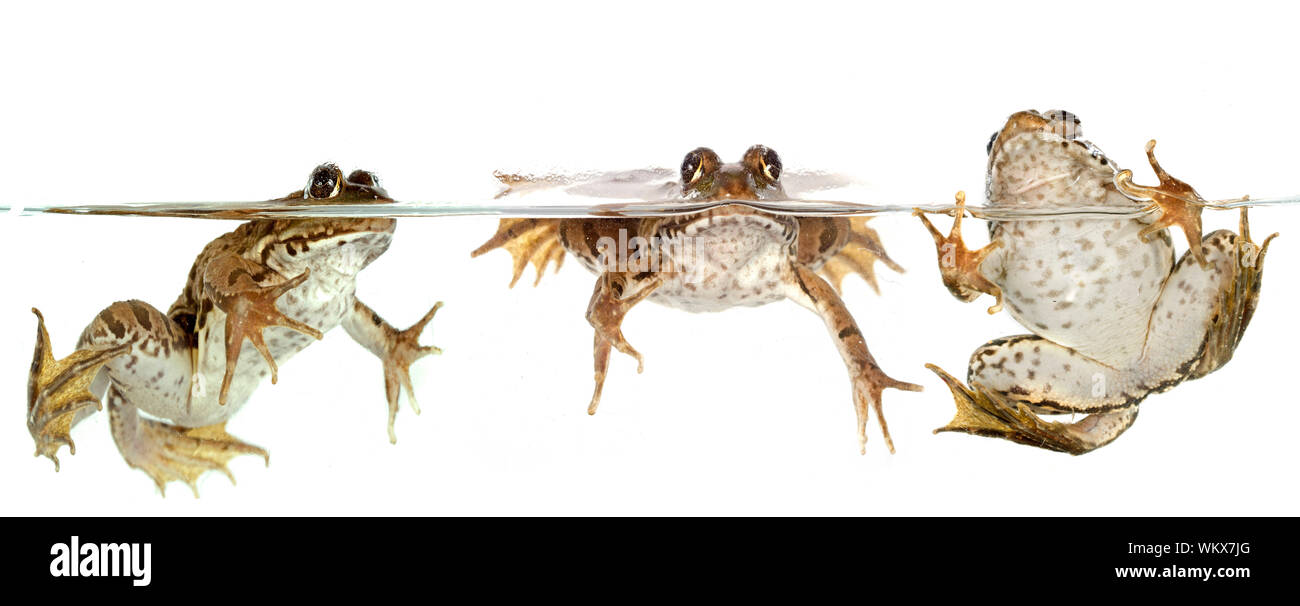common frog in front of white background Stock Photo - Alamy