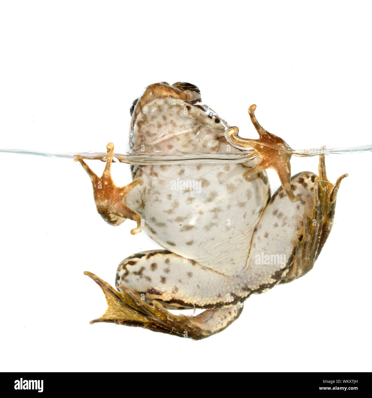 common frog in front of white background Stock Photo - Alamy