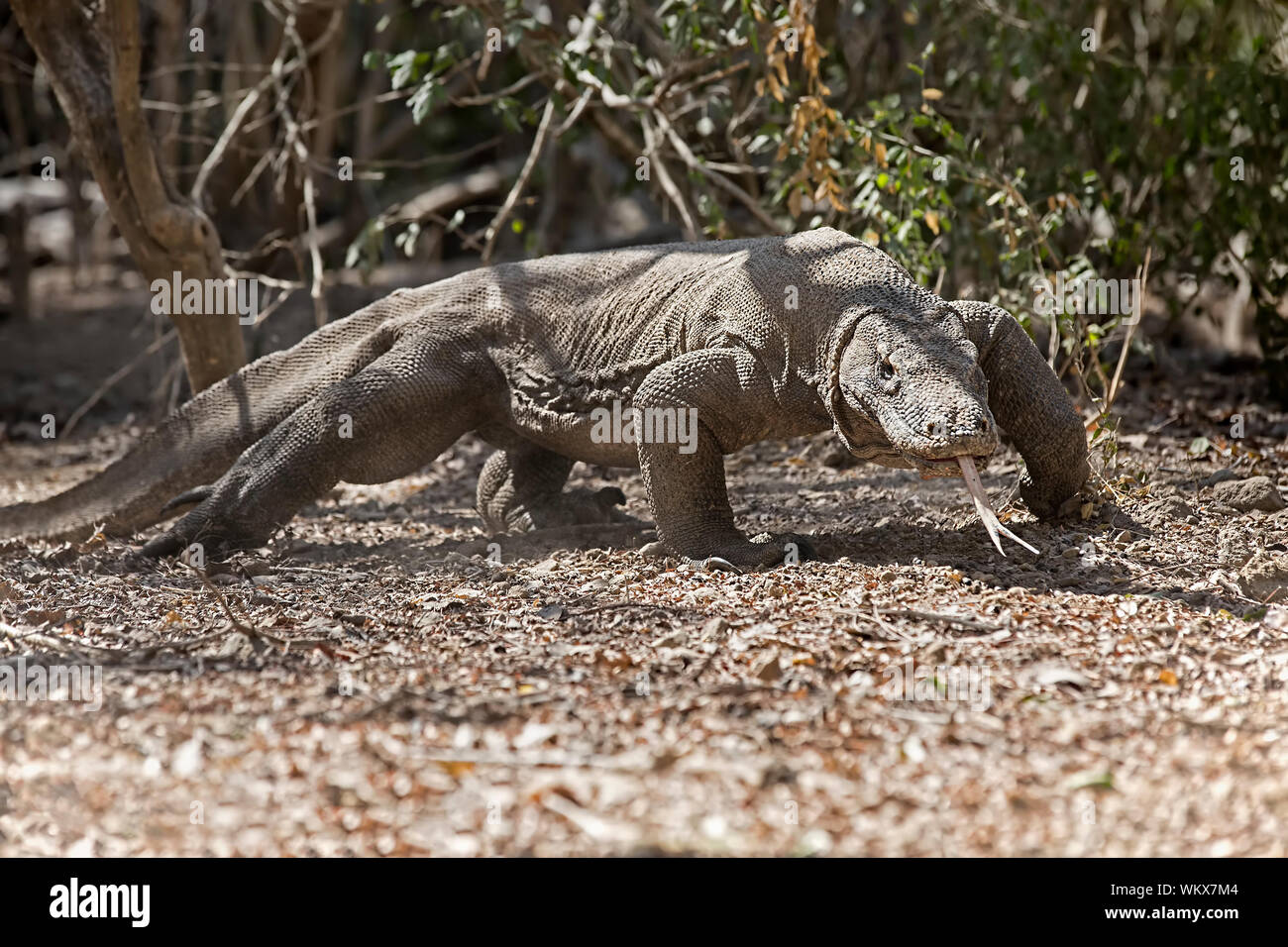Komodo Dragon walking in the wild on Komodo Island Stock Photo - Alamy