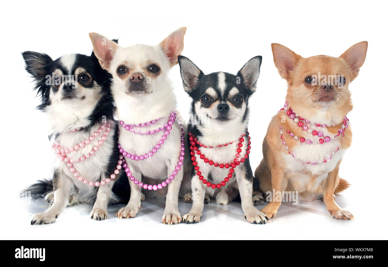 four chihuahua in front of white background Stock Photo - Alamy