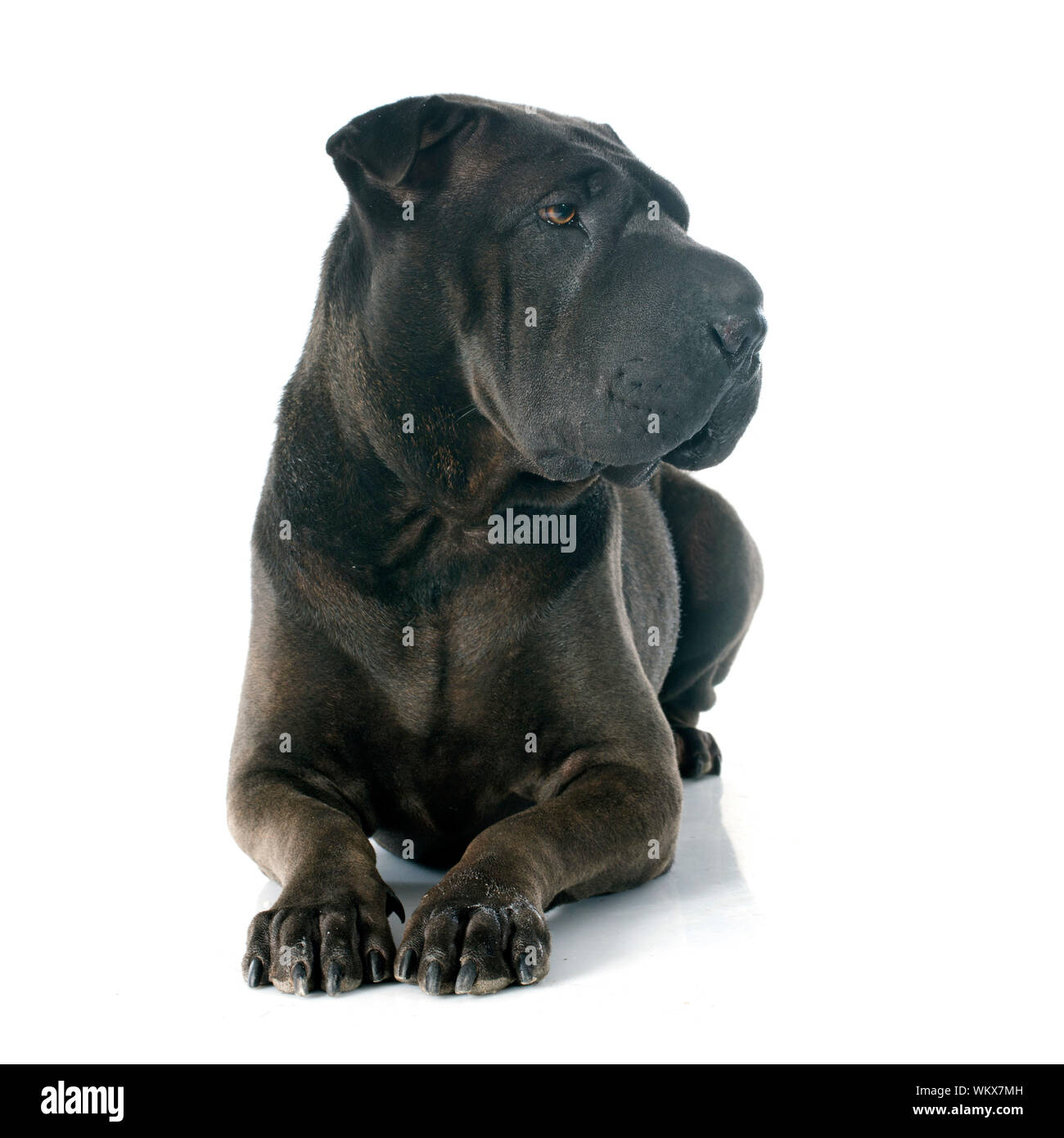 female shar pei in front of white background Stock Photo - Alamy