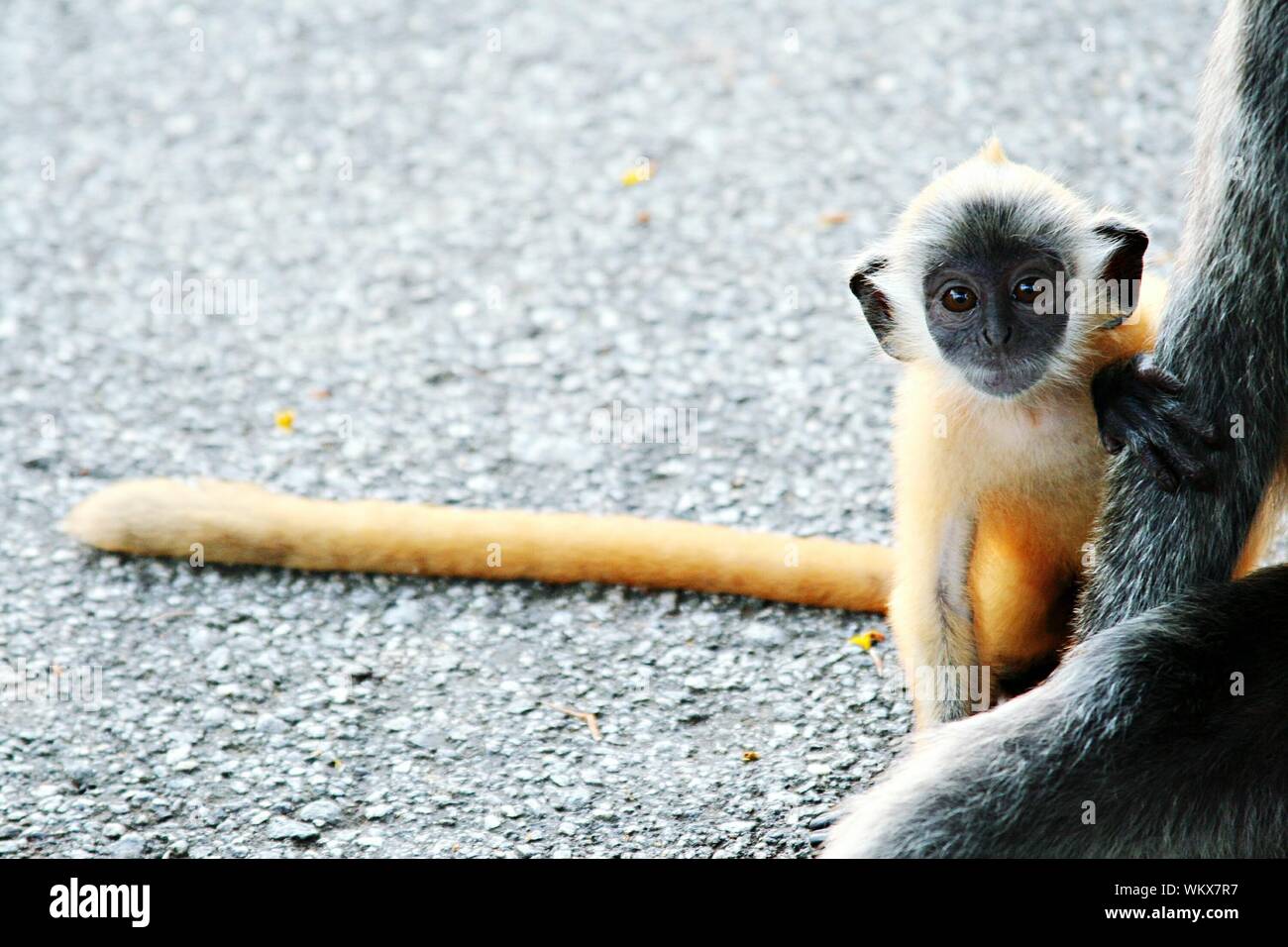 Silvery lutung hi-res stock photography and images - Alamy