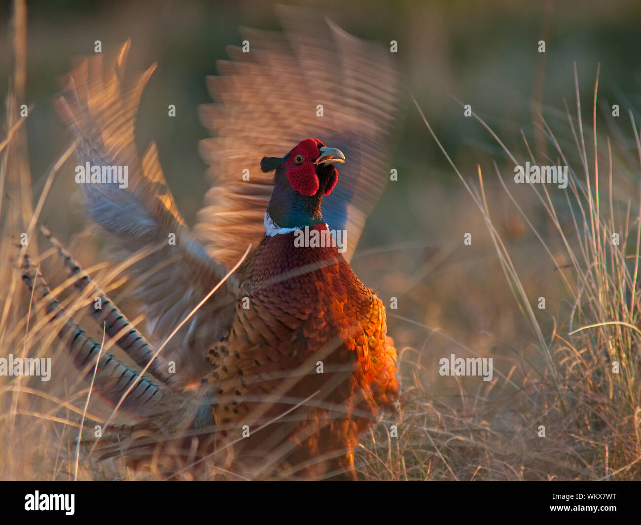 Motion rooster hi-res stock photography and images - Alamy