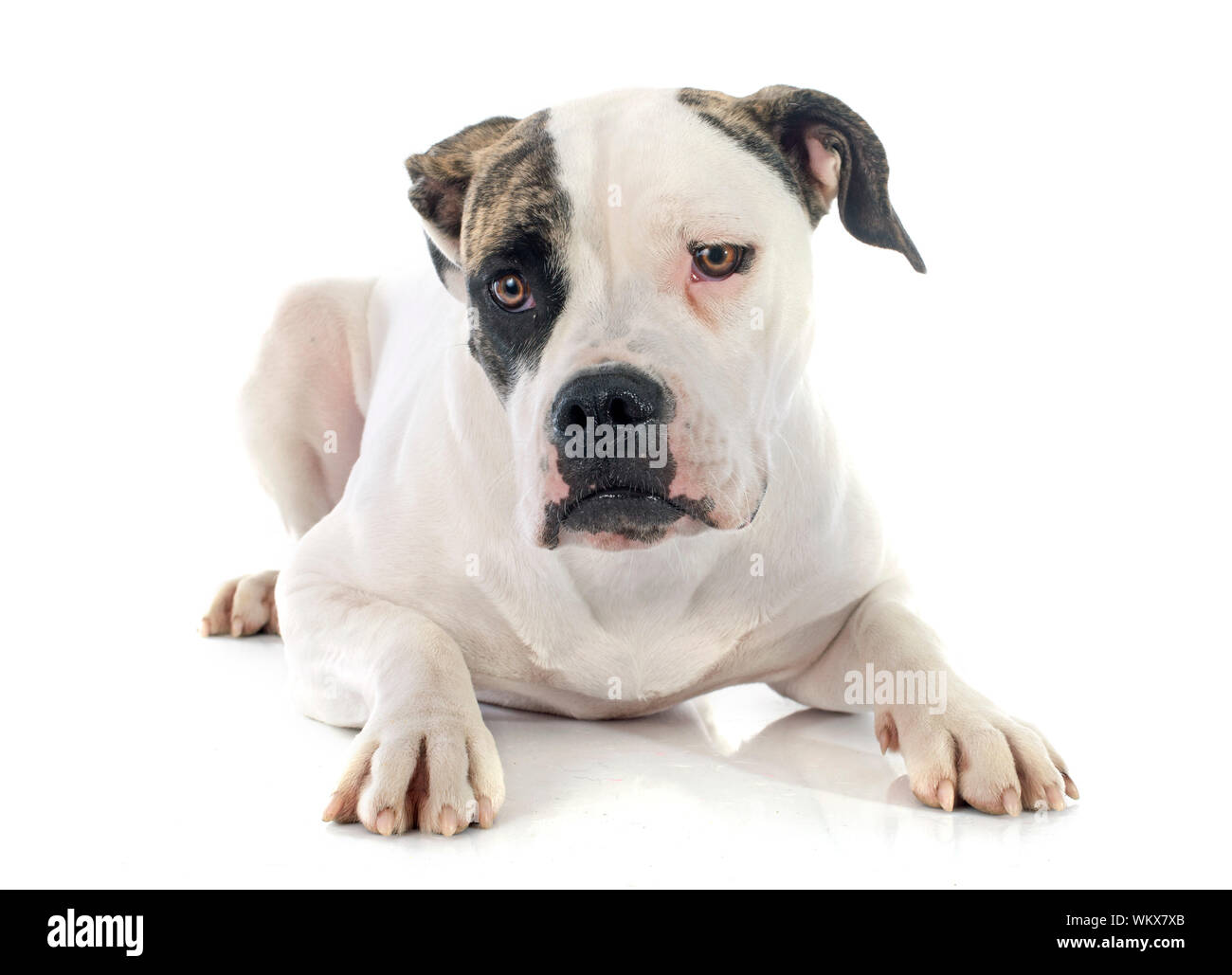 portrait of a purebred american bulldog on a white background Stock ...