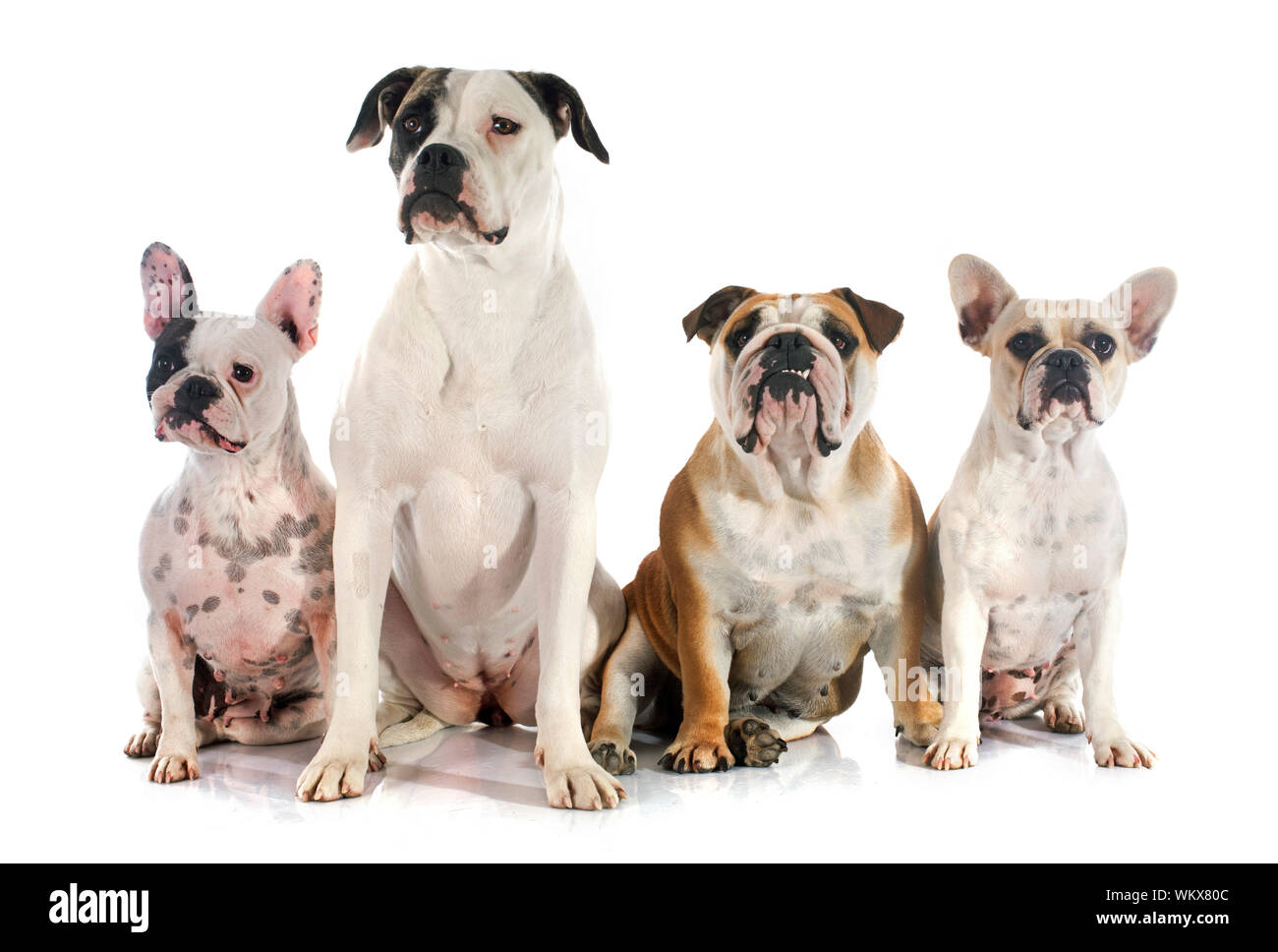 four bulldogs in front of a white background Stock Photo - Alamy