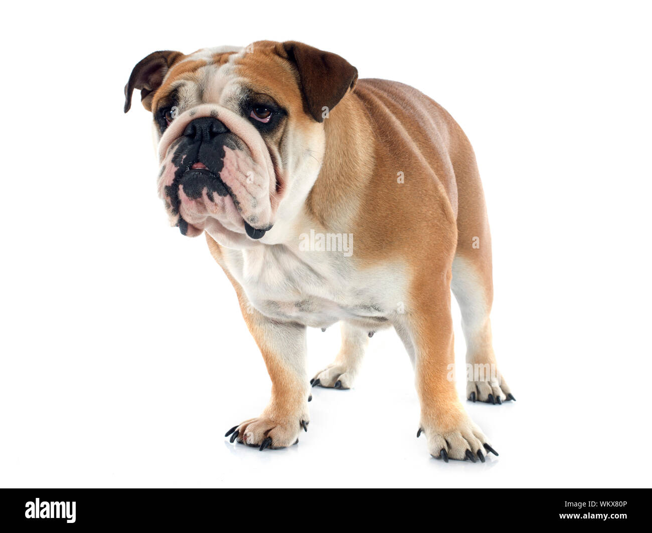 english bulldog in front of white background Stock Photo - Alamy