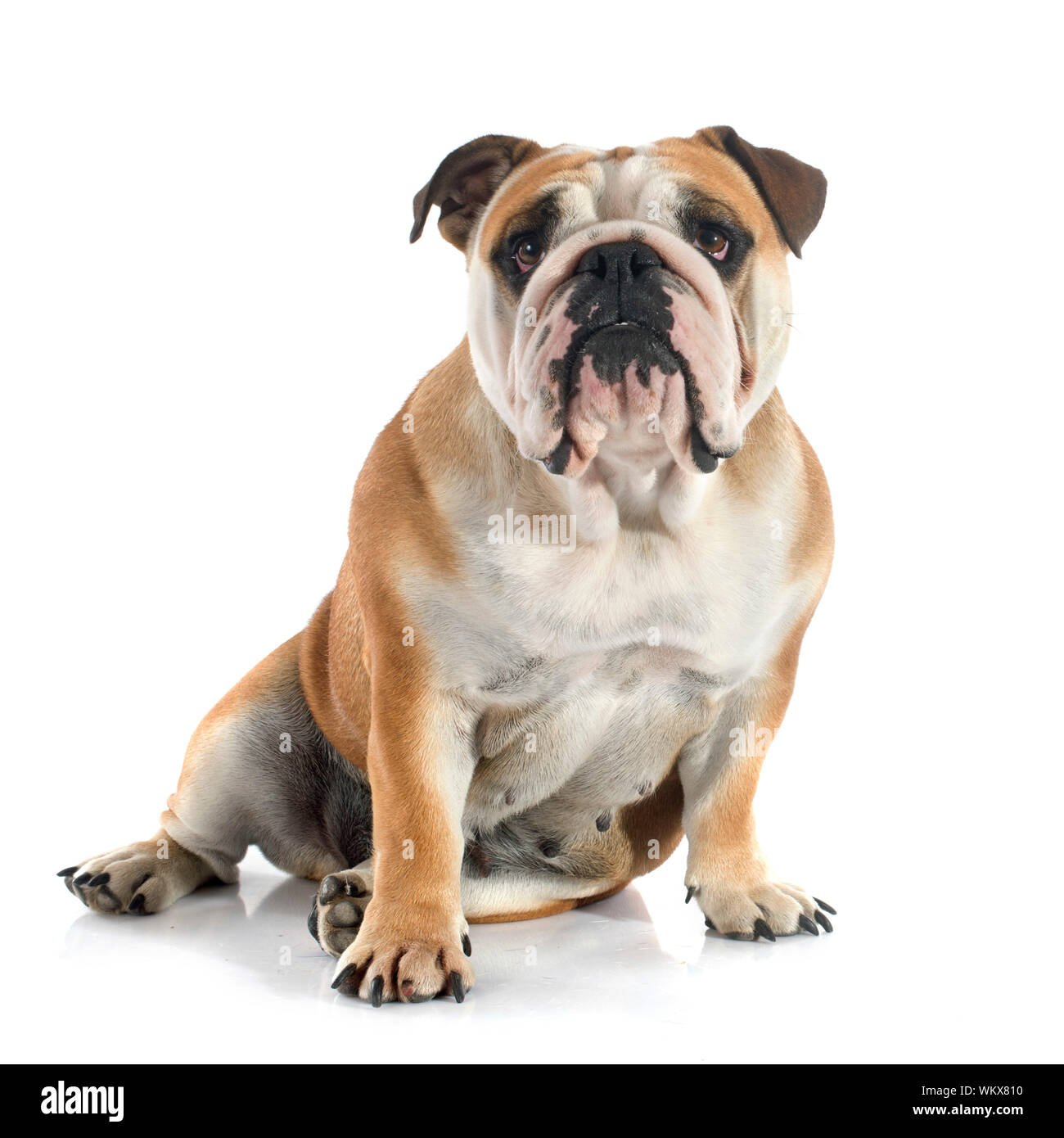 english bulldog in front of white background Stock Photo - Alamy