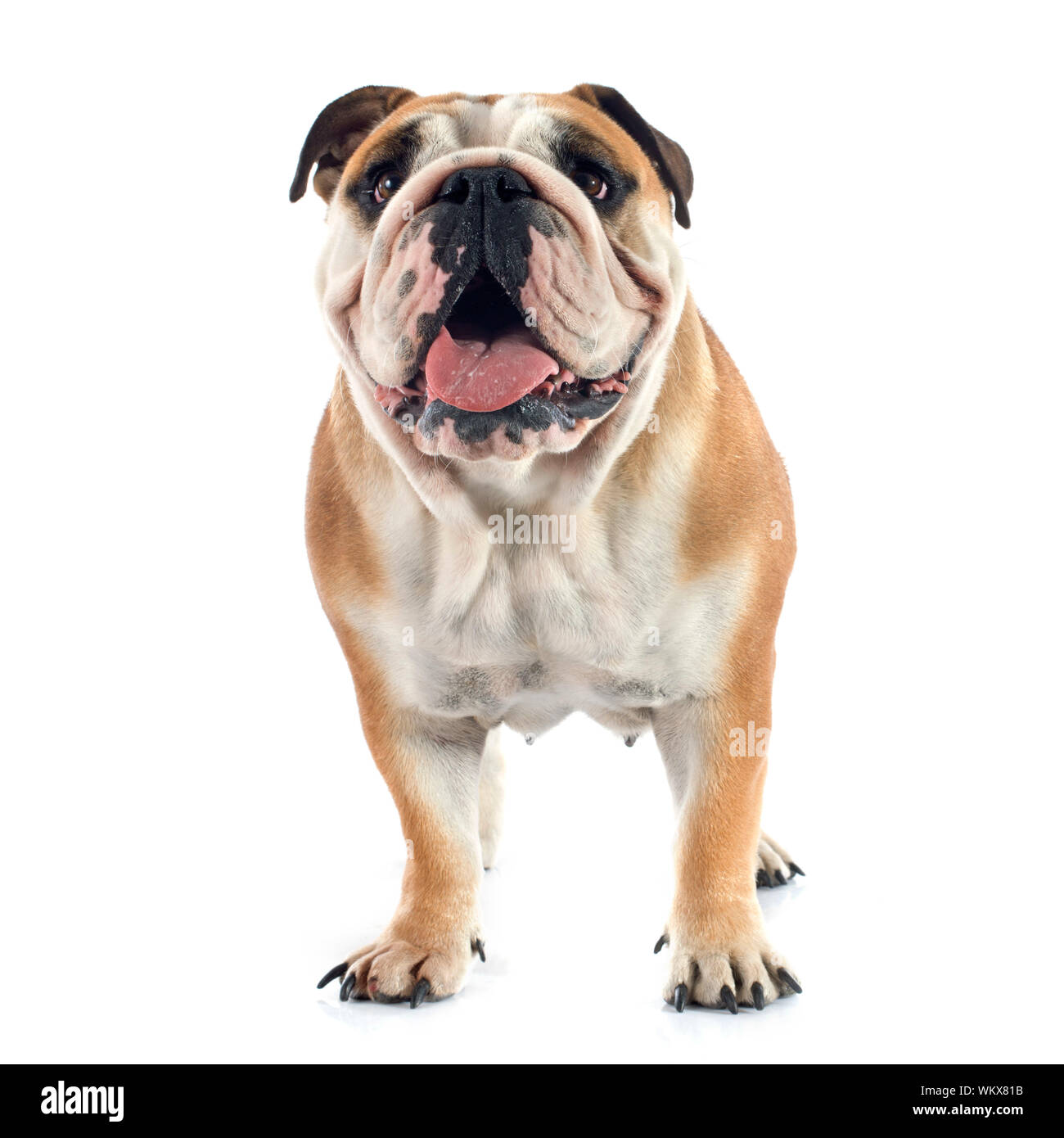 english bulldog in front of white background Stock Photo - Alamy
