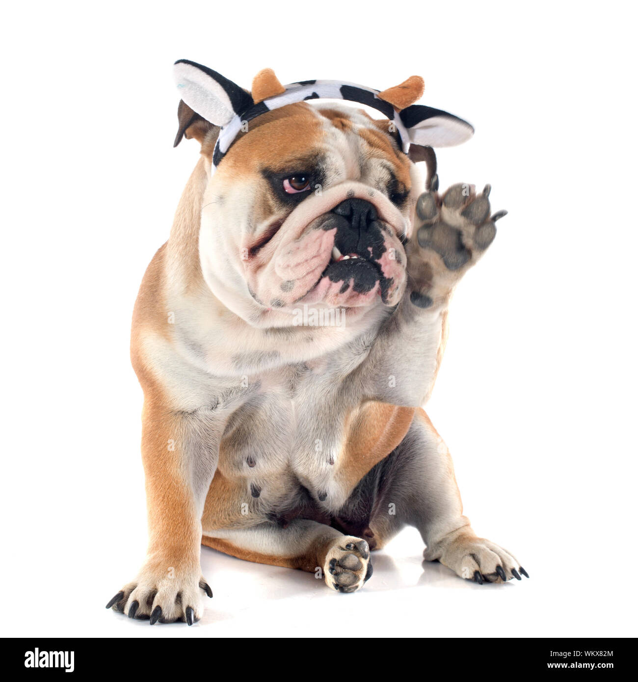 english bulldog in front of white background Stock Photo - Alamy