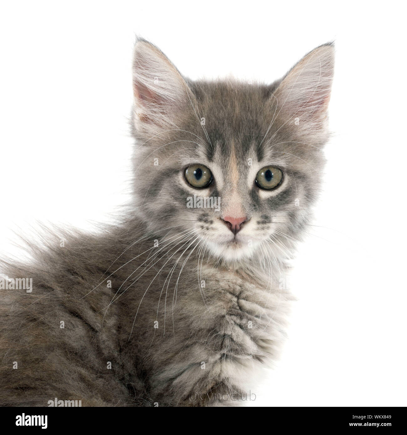 portrait of a purebred maine coon kitten on a white background Stock ...