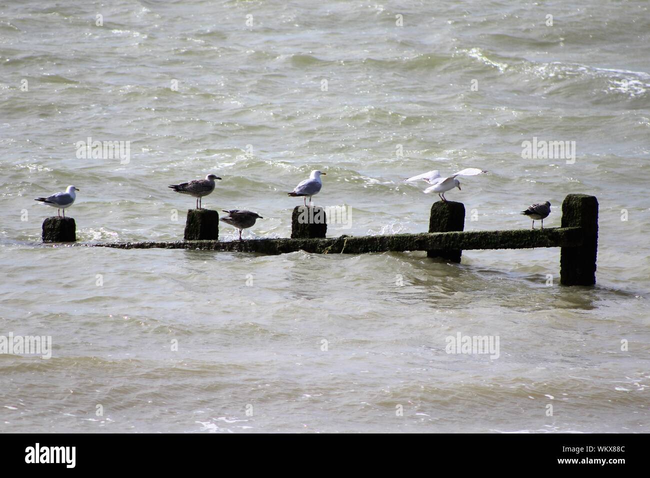 Stepping over birds hi-res stock photography and images - Alamy