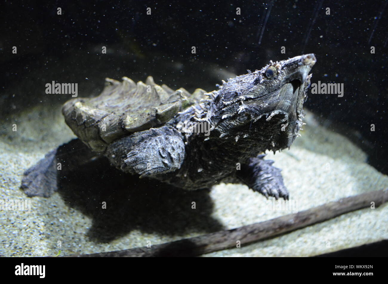 Alligator water tank hi-res stock photography and images - Alamy