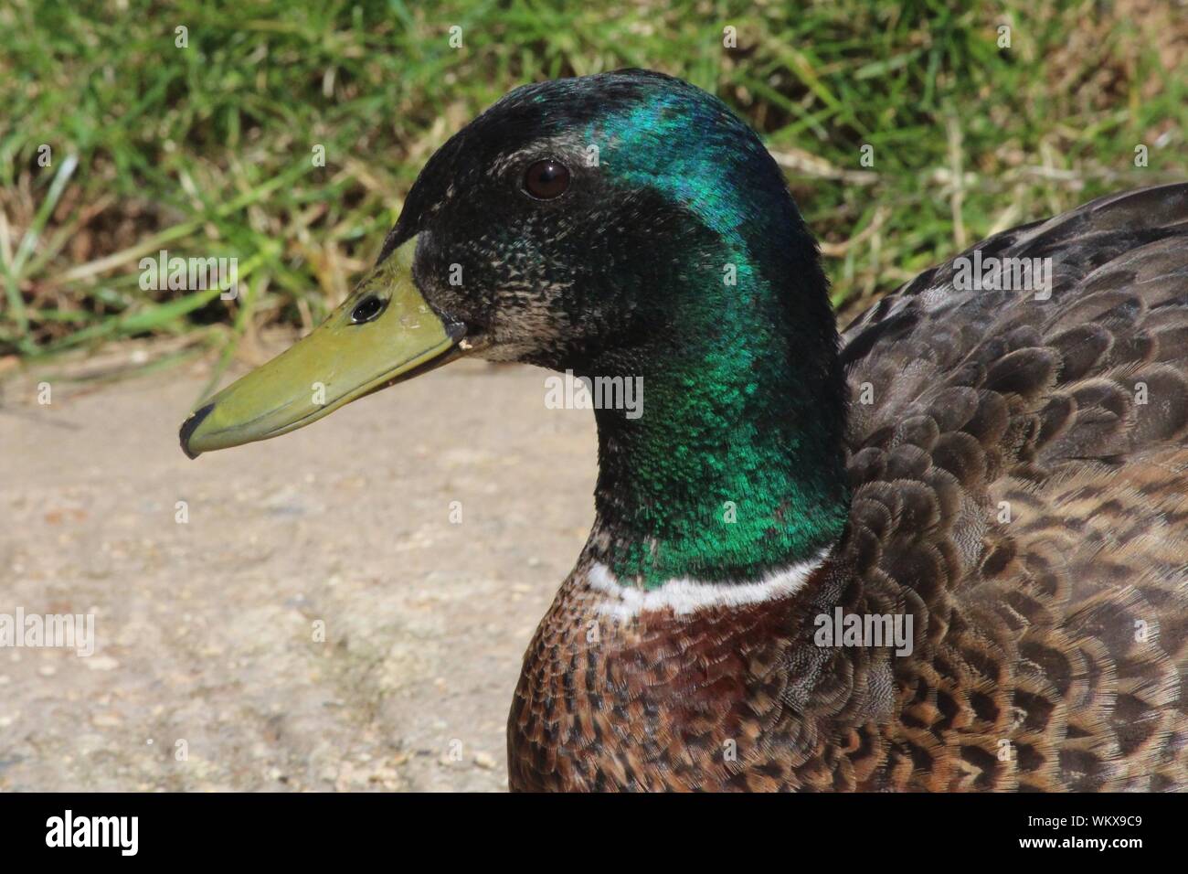 Profile View Of Male Mallard Duck Stock Photo - Alamy