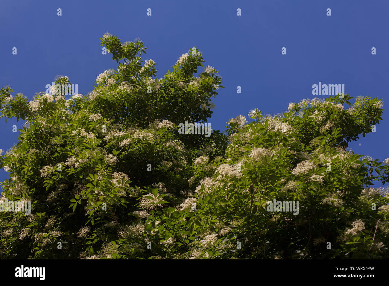Elder tree flower hi-res stock photography and images - Alamy