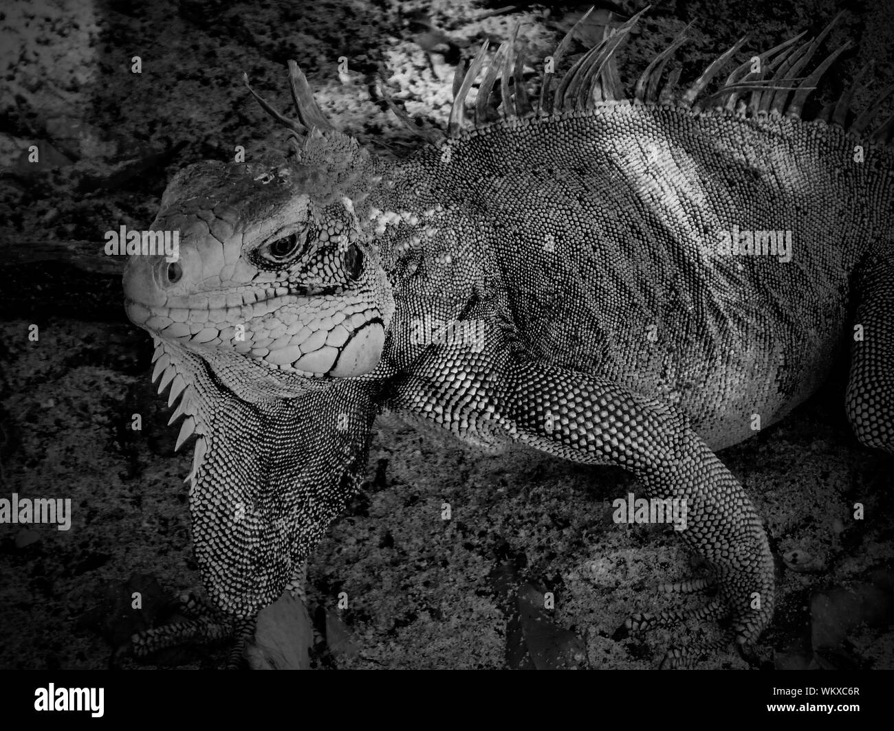 Lizard side view Black and White Stock Photos & Images - Alamy
