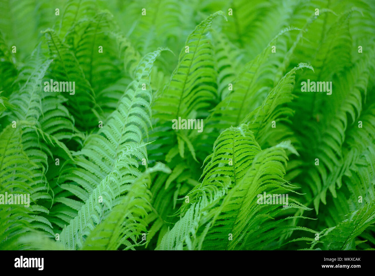 great green bush of fern in the forest, spring time Stock Photo - Alamy