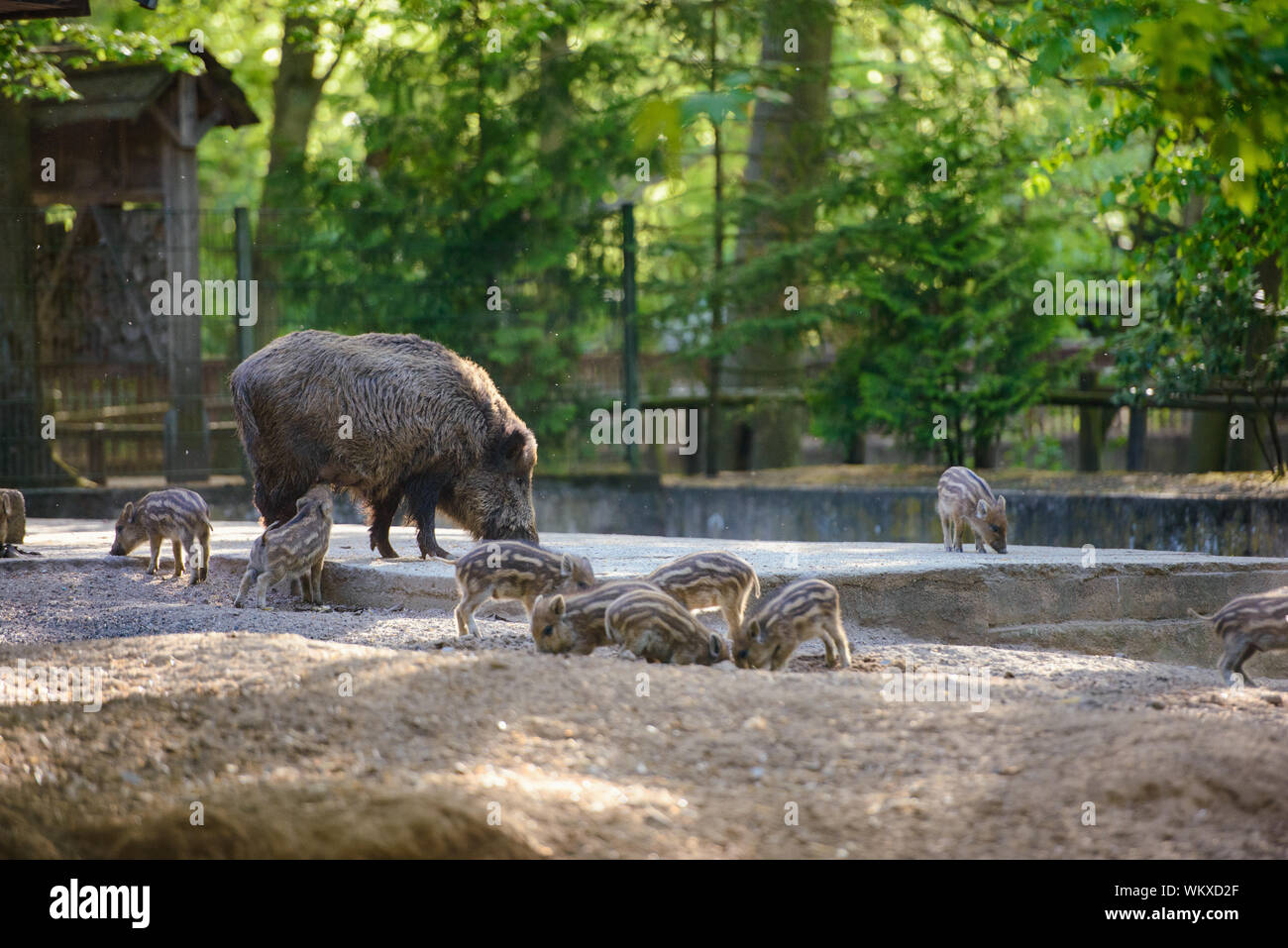 Baby wild boar hi-res stock photography and images - Alamy