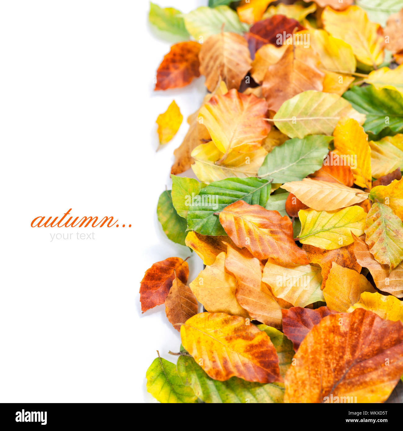Autumn Leaves on white background (with easy removable sample text ...