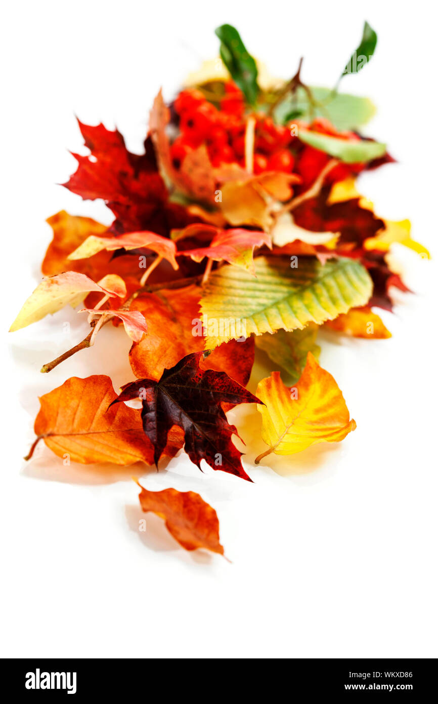 Autumn Leaves on white background Stock Photo - Alamy