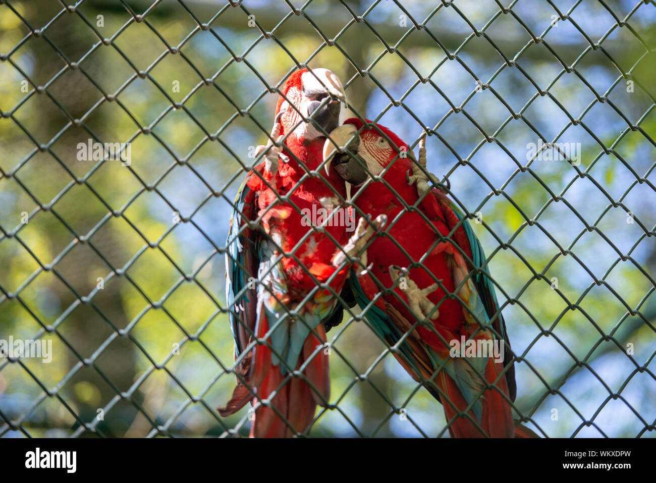 Portrait of a two parrots in front of the camera Stock Photo - Alamy