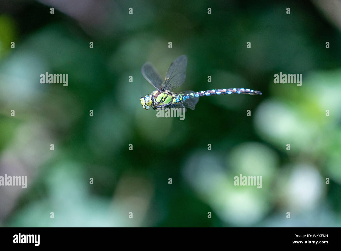 Southern hawker (Aeshna cyanea) in flight Stock Photo - Alamy