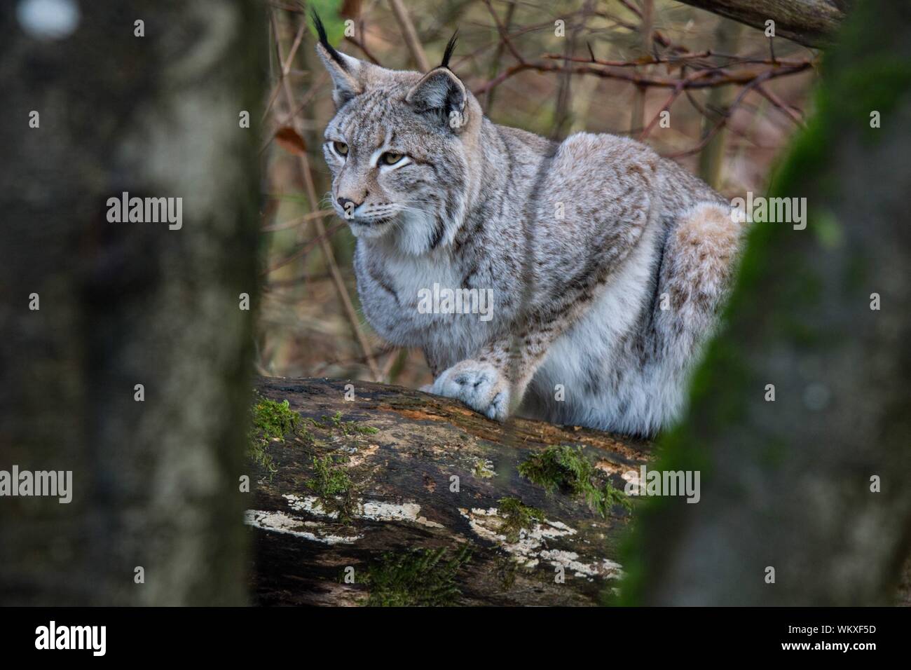 Bobcat sitting hi-res stock photography and images - Alamy