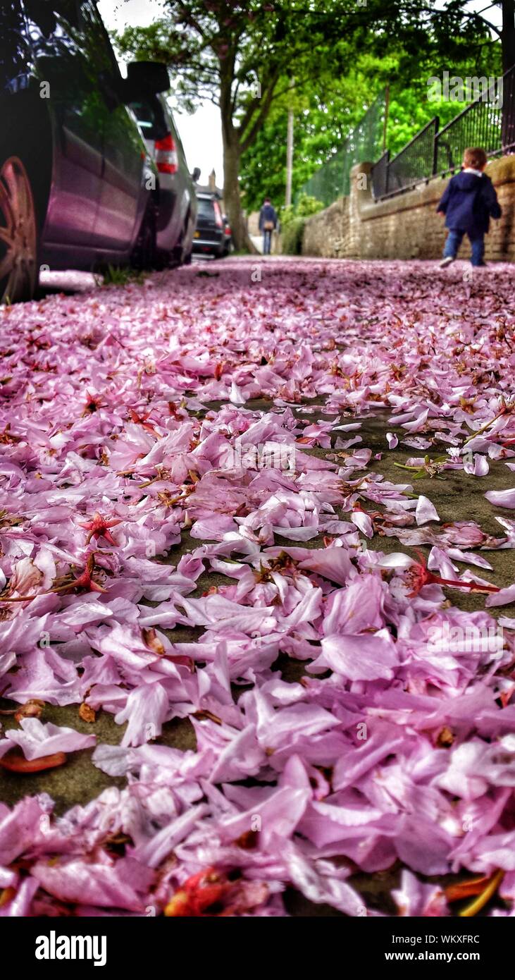Pink pavement hi-res stock photography and images - Alamy