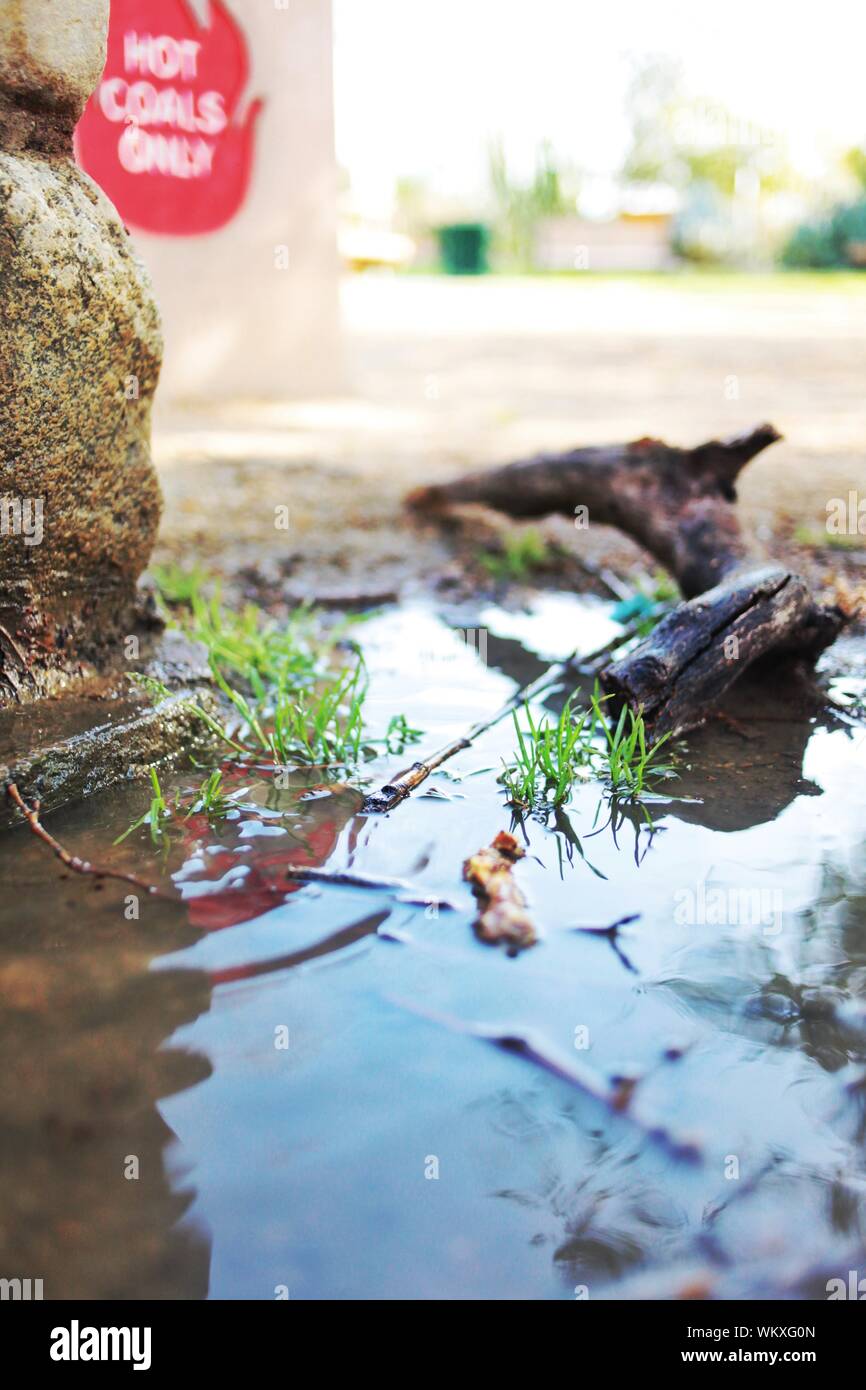 Puddle grass hi-res stock photography and images - Alamy
