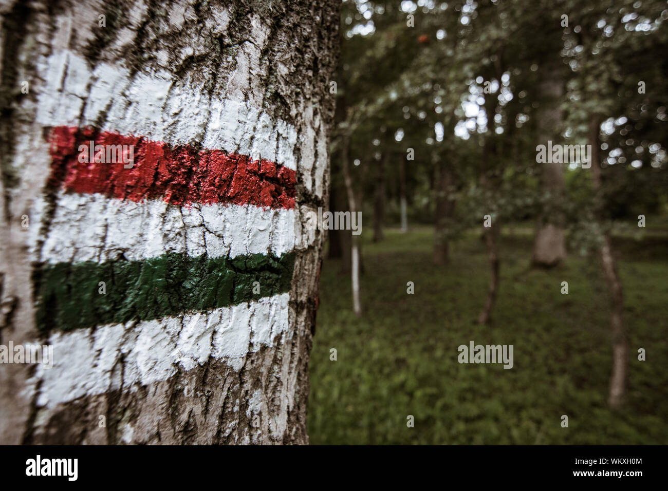 Tree markings hi-res stock photography and images - Alamy