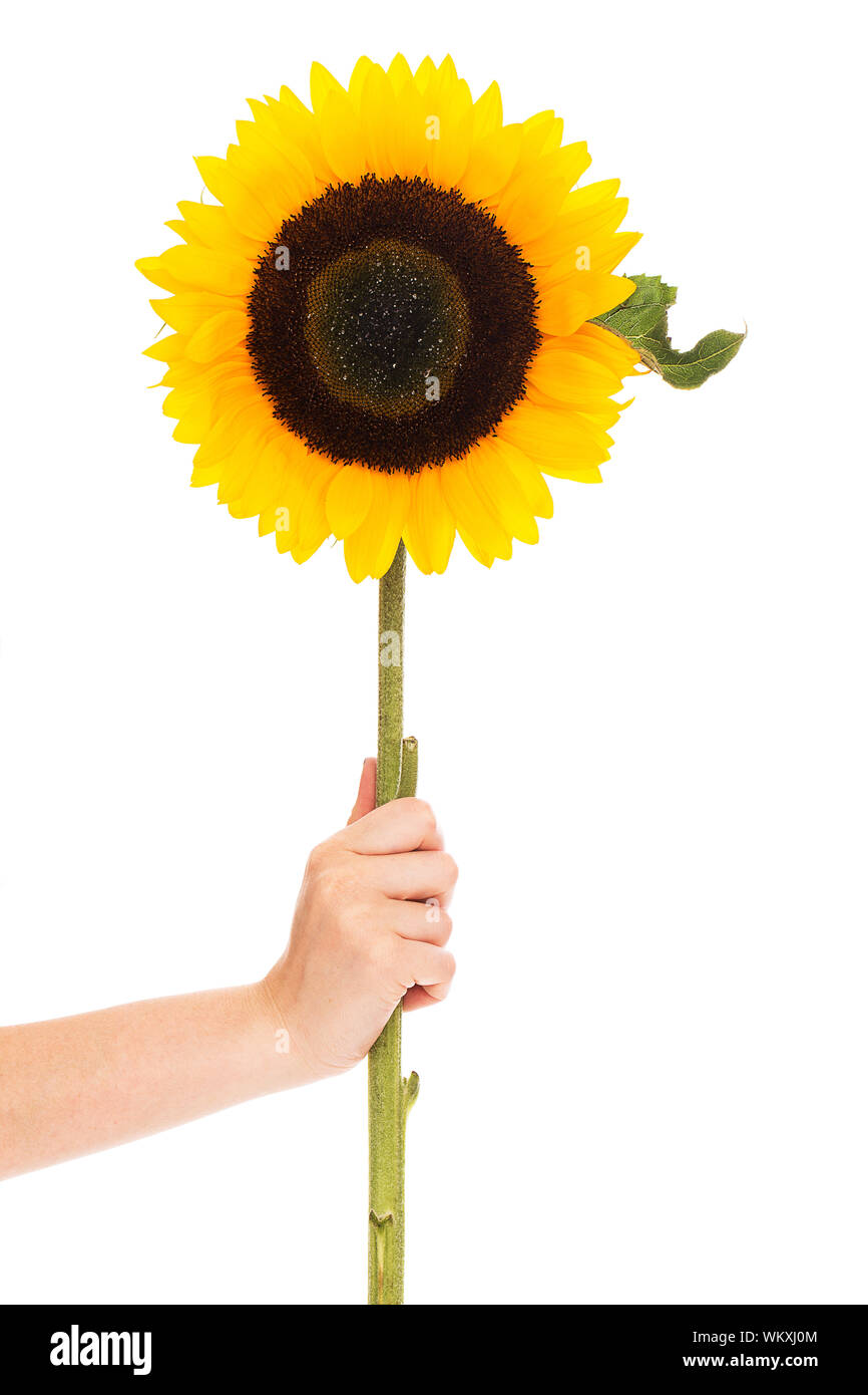 3374 hi-res stock photography and images - Alamy