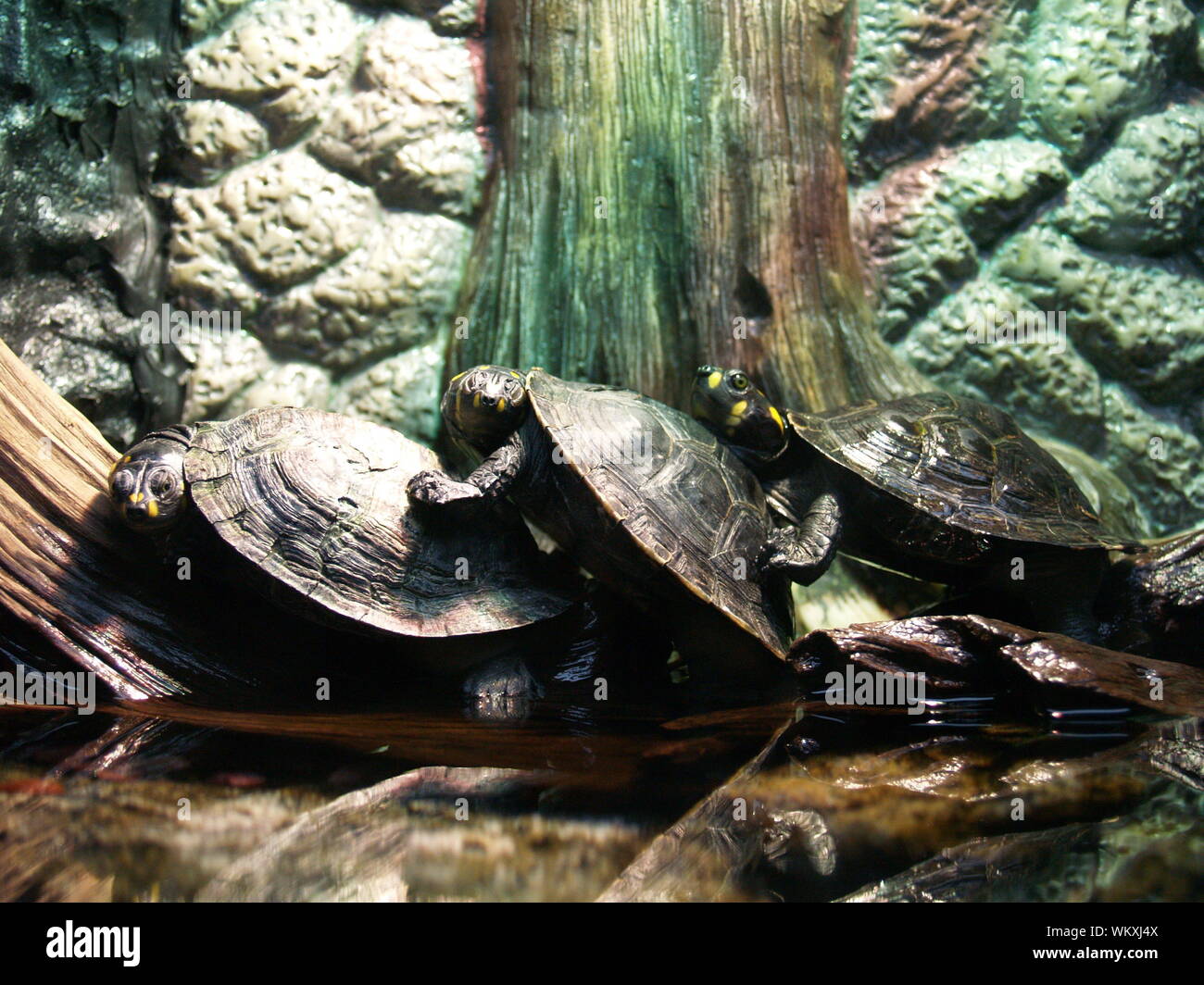 Mating turtles hi-res stock photography and images - Alamy