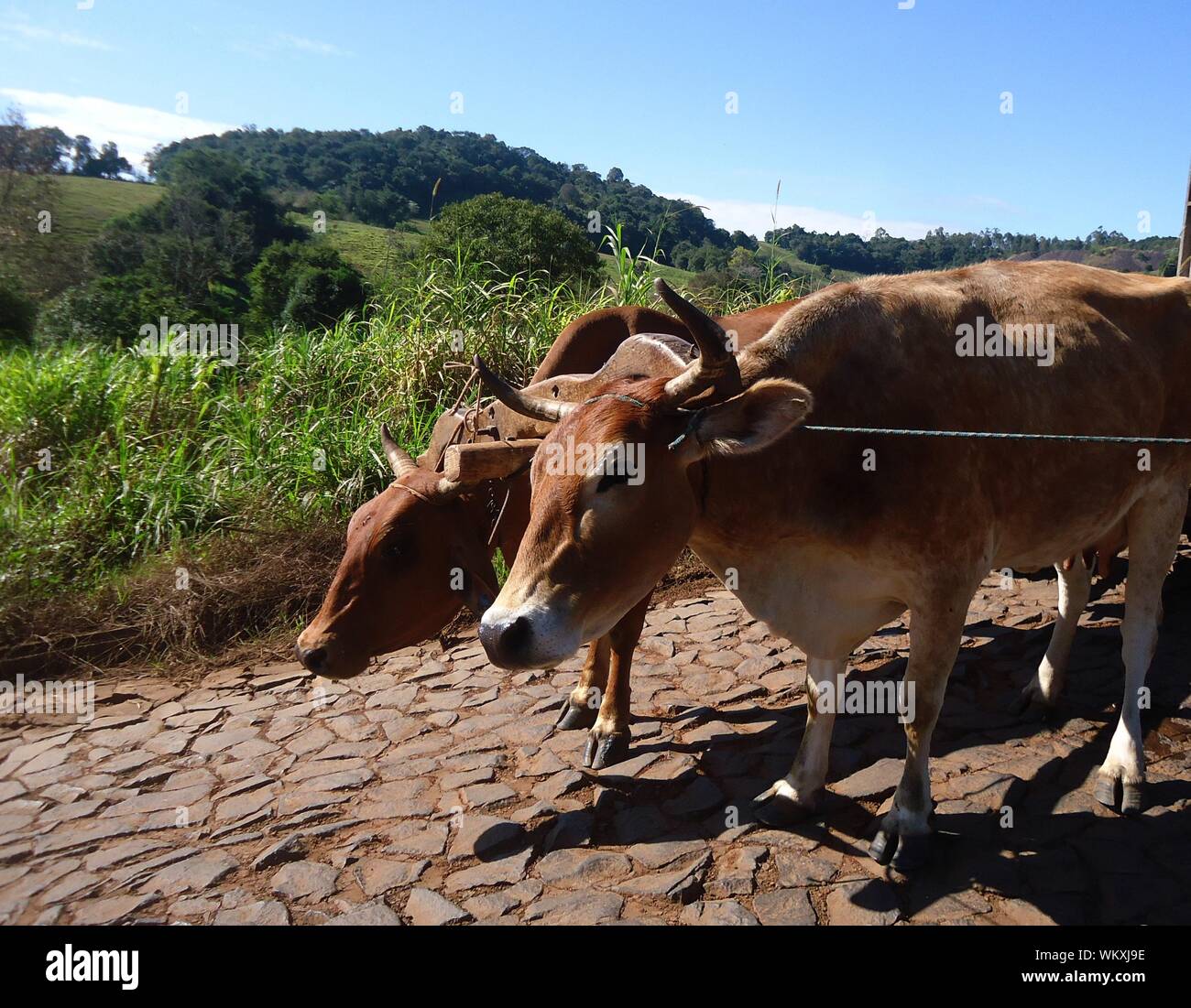 Cattle and cart hi-res stock photography and images - Alamy