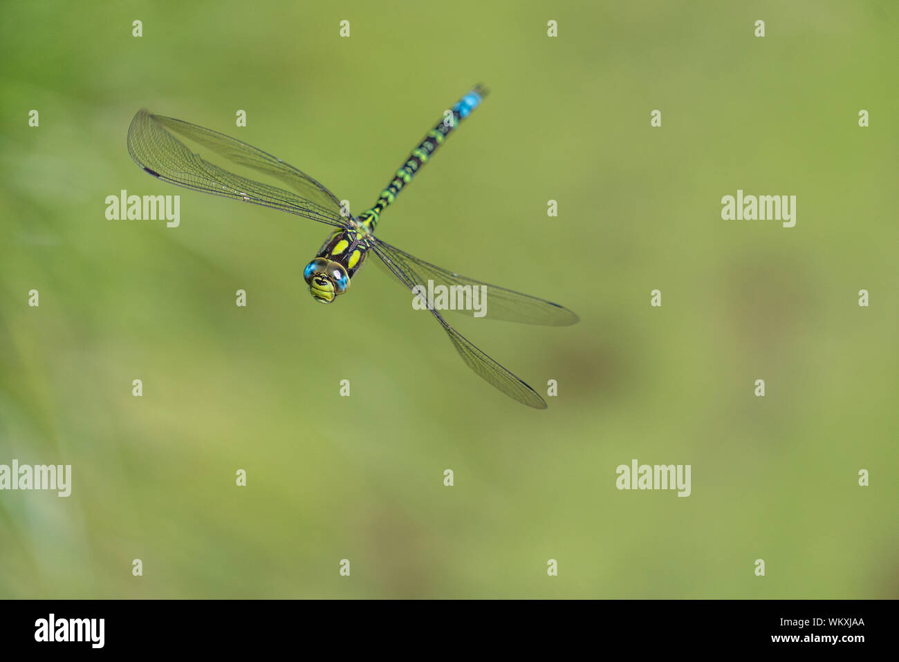 Southern hawker (Aeshna cyanea) in flight Stock Photo - Alamy