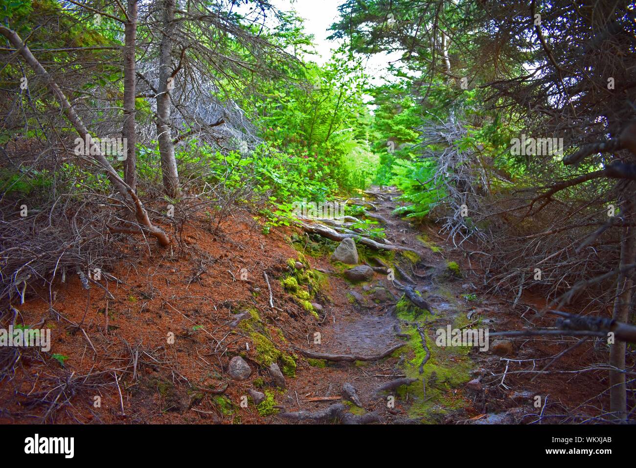 Path in canadian national park Stock Photo - Alamy