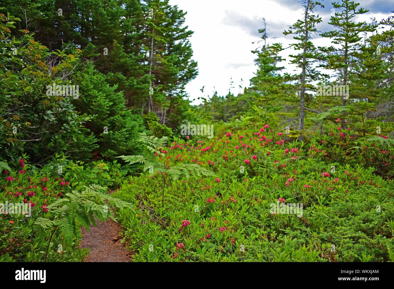 Path in canadian national park Stock Photo - Alamy