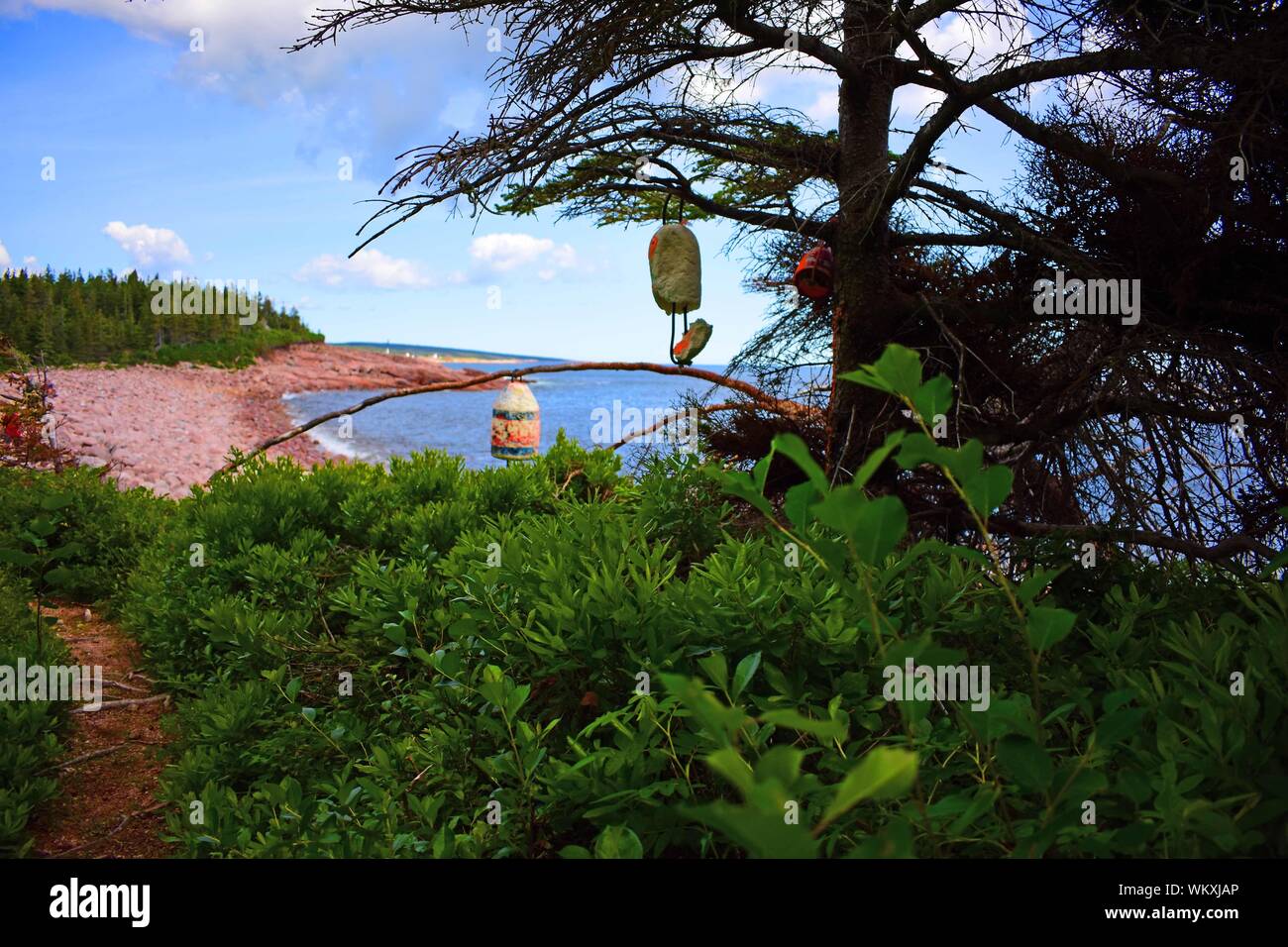 Buoys hanging on a tree in Highlands National Park Stock Photo - Alamy