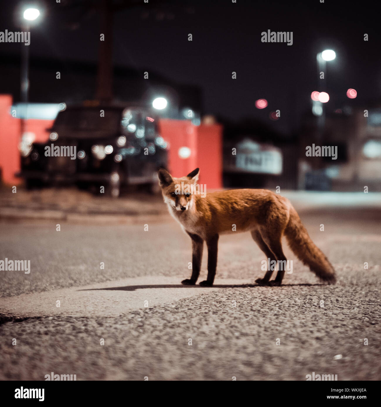 Fox street hi-res stock photography and images - Alamy