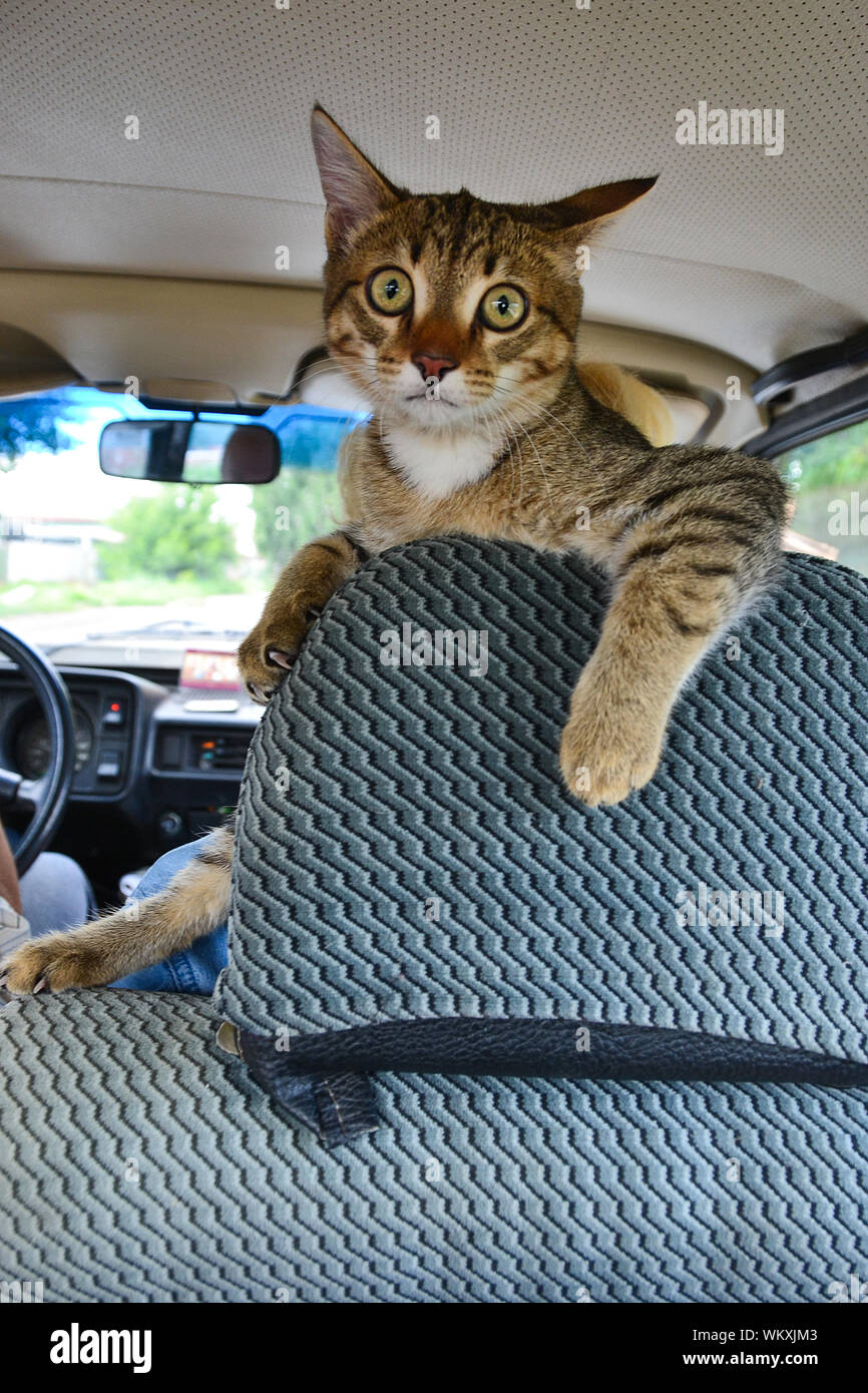 Cat in car hi-res stock photography and images - Alamy