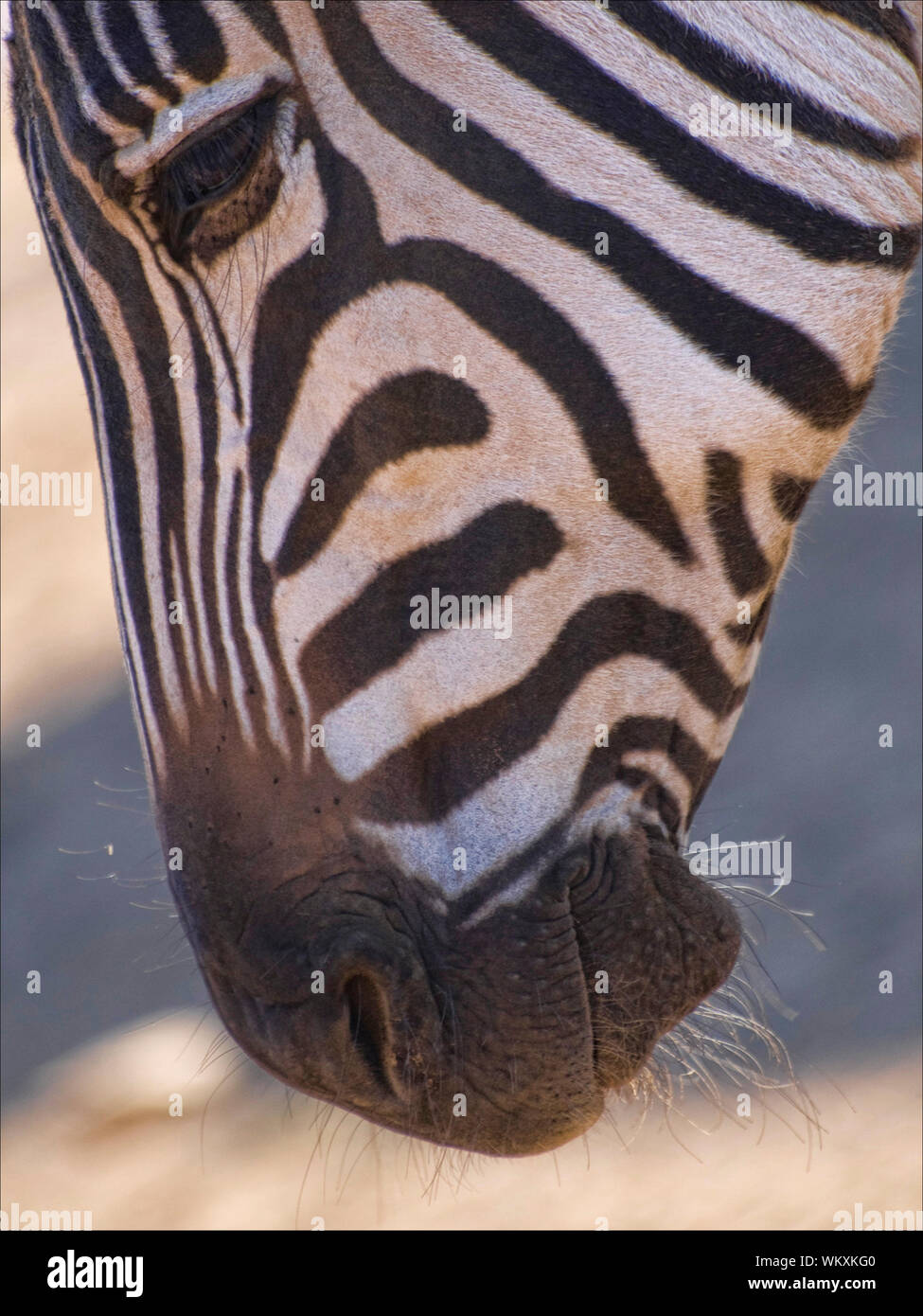 Zebra head side on hi-res stock photography and images - Alamy