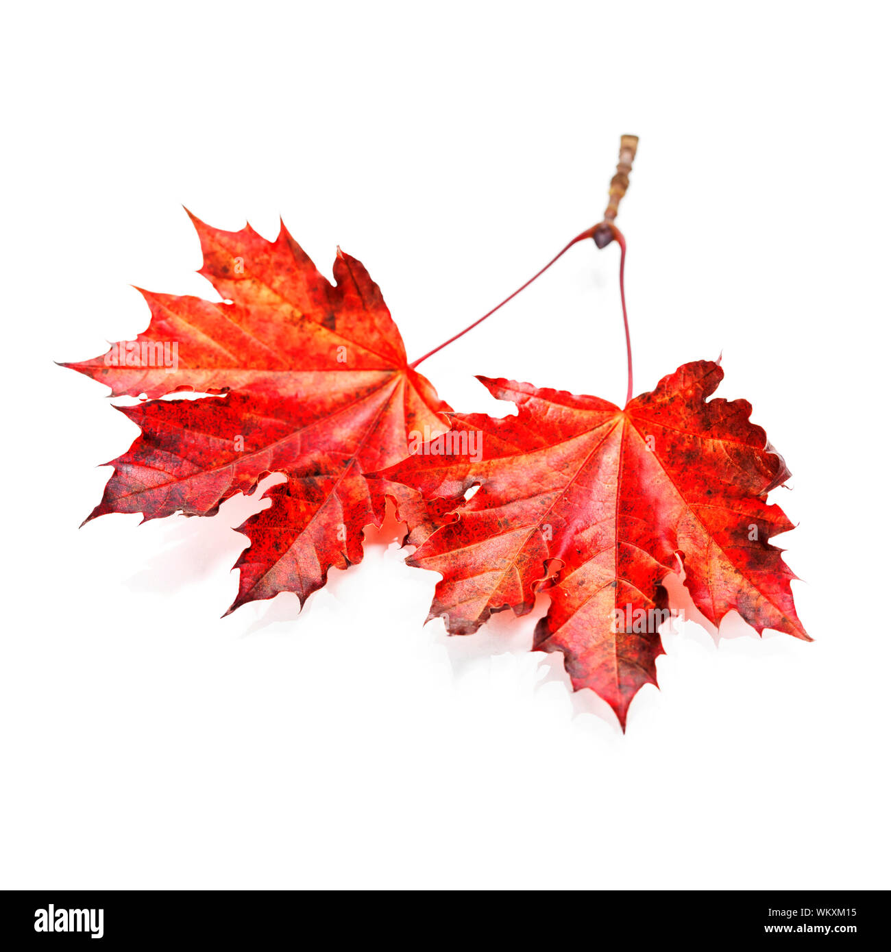Maple leaves change color Cut Out Stock Images & Pictures - Alamy