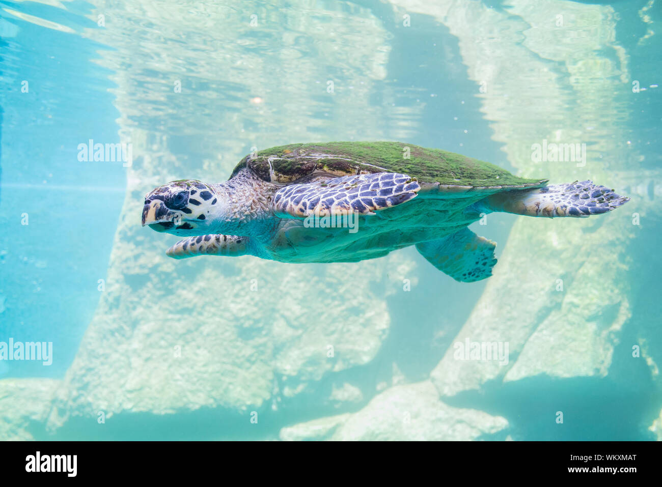 Turtle Swimming Pool High Resolution Stock Photography and Images - Alamy