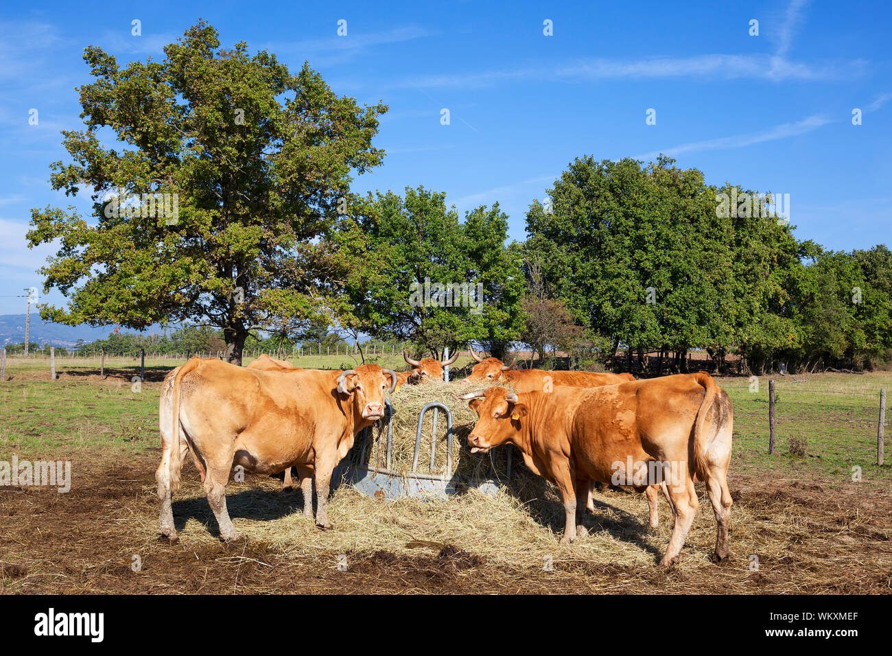 A group of cows eating Stock Photo - Alamy
