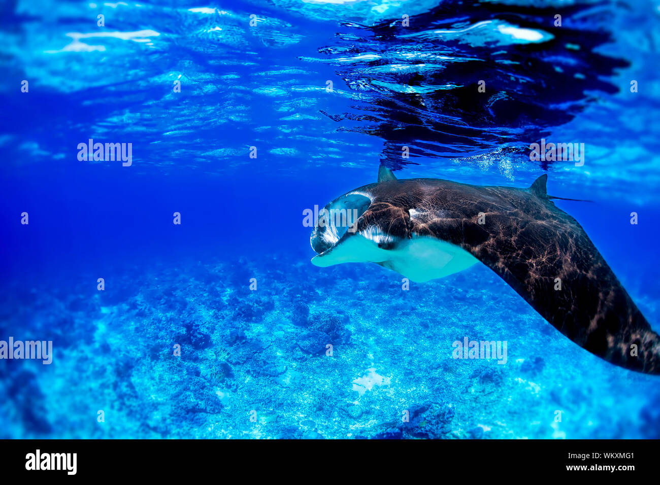 Black manta ray hi-res stock photography and images - Alamy