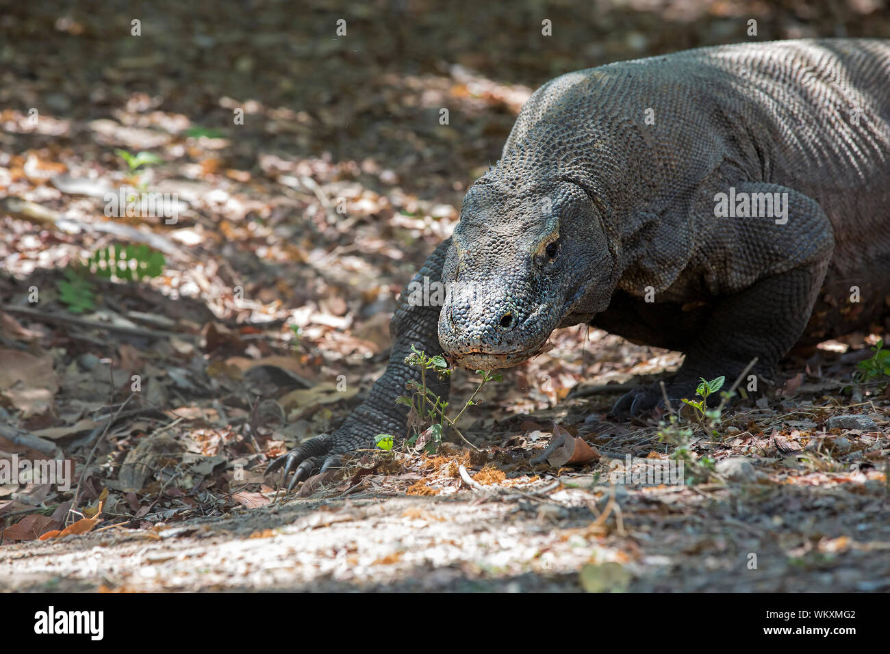 Komodo Dragon walking in the wild on Komodo Island Stock Photo - Alamy