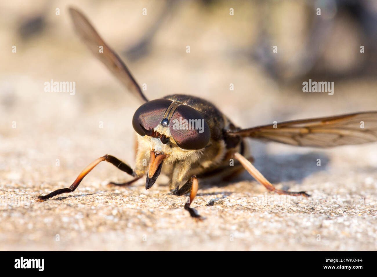 A large fly with compound eyes Stock Photo - Alamy