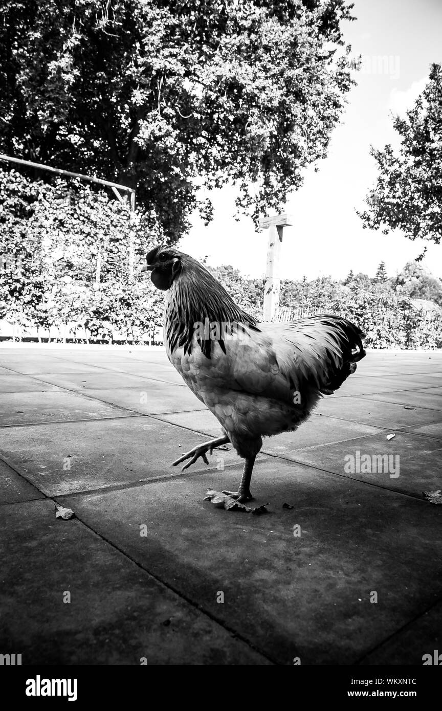 Hen Feather Black and White Stock Photos & Images - Alamy