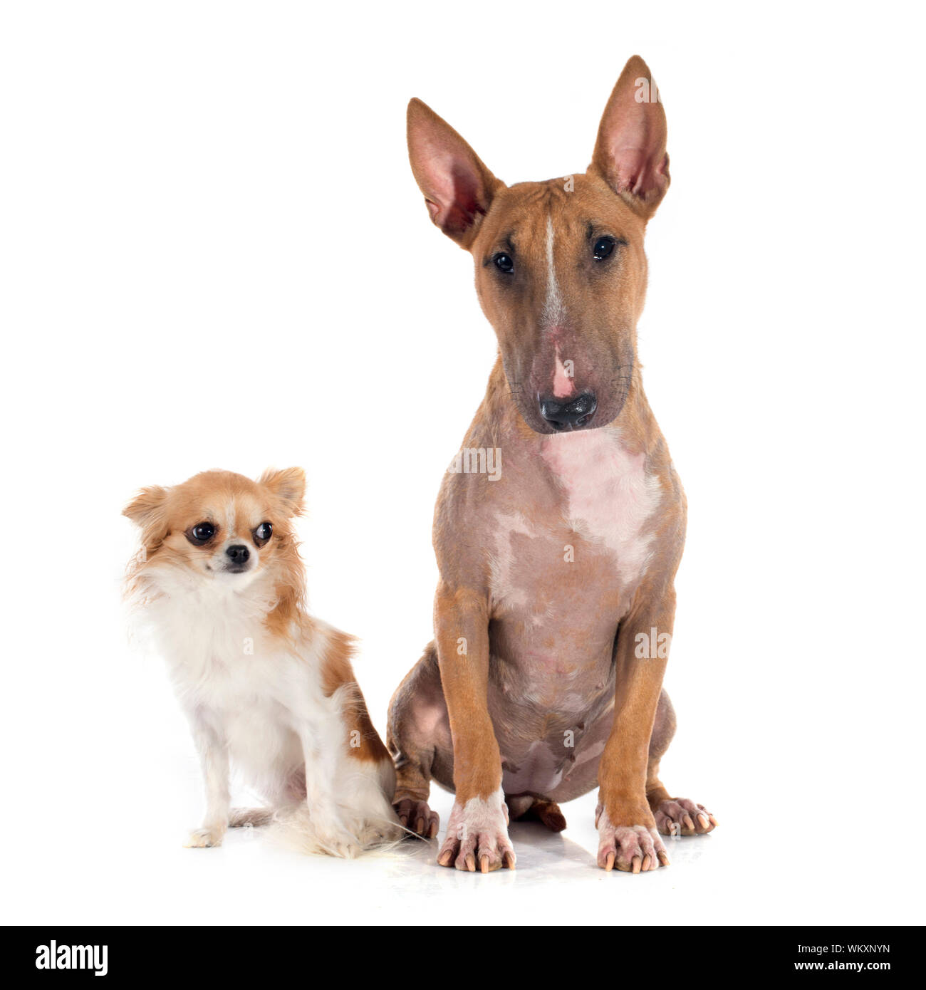 Chihuahua Bull Terrier Mix