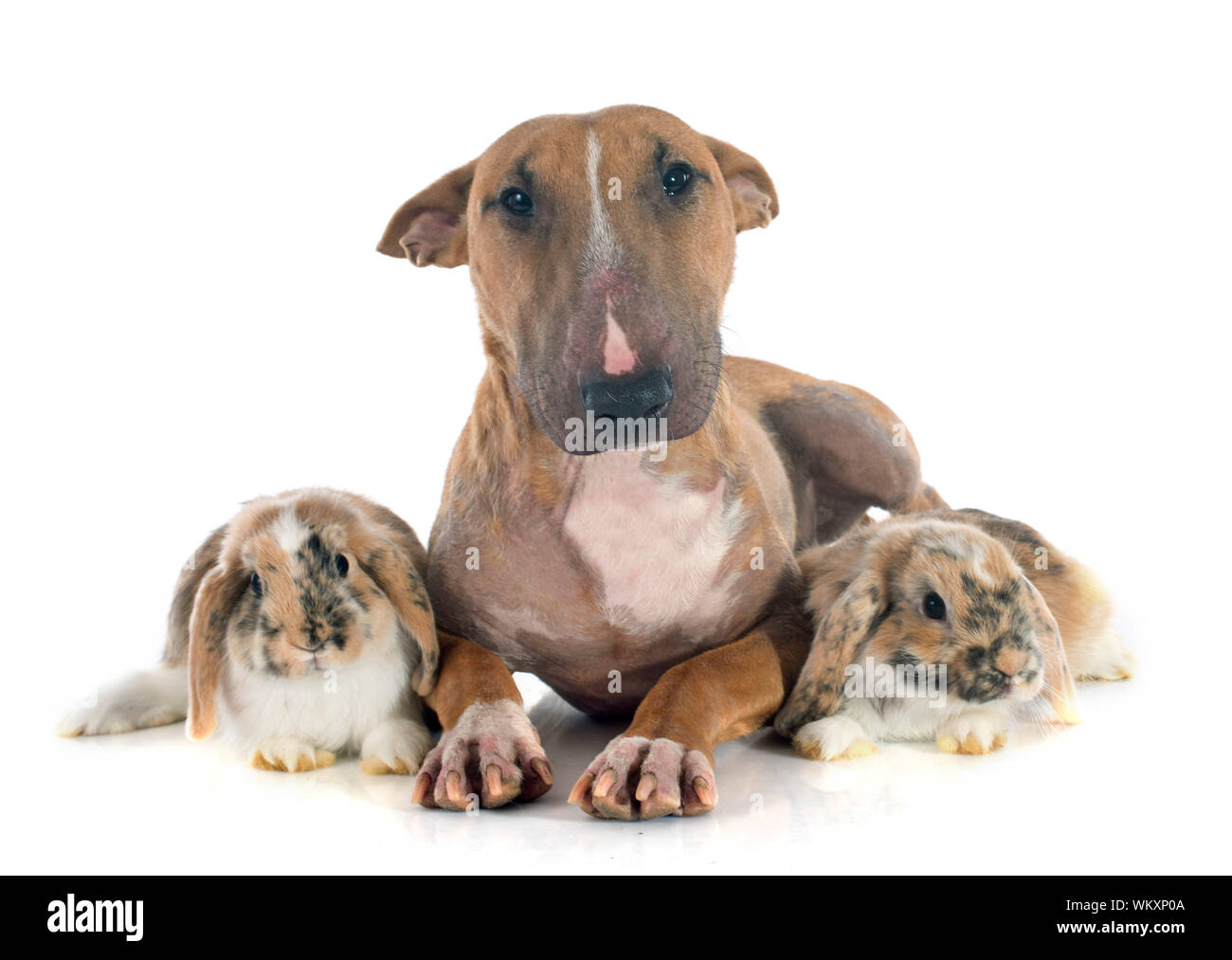 bull terrier and rabbit in front of white background Stock Photo - Alamy