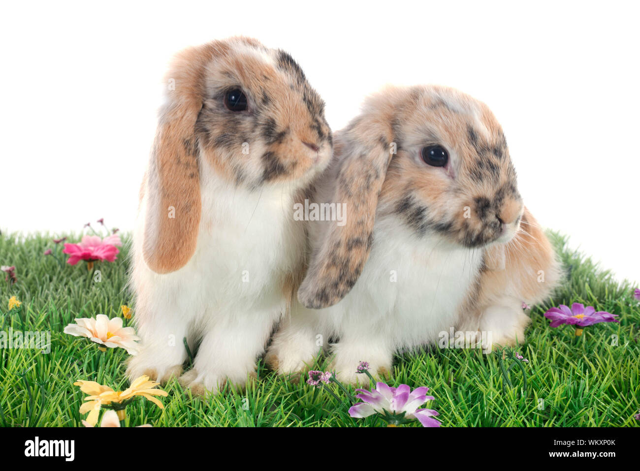 Tricolor lop eared rabbit hi-res stock photography and images - Alamy